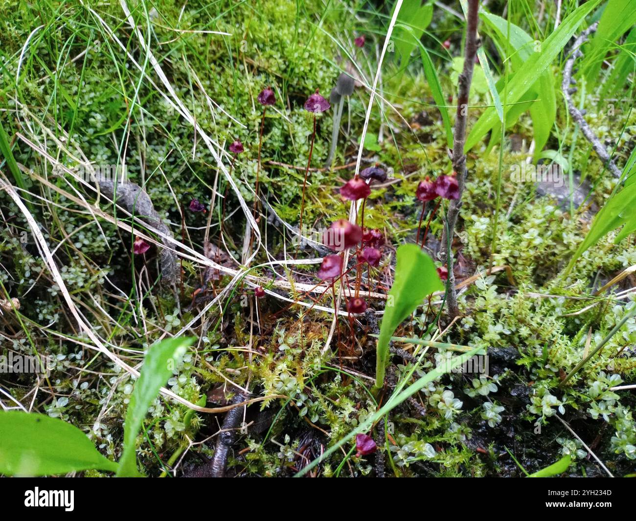 Brilliant Red Dung Moss (Splachnum rubrum Stock Photo - Alamy