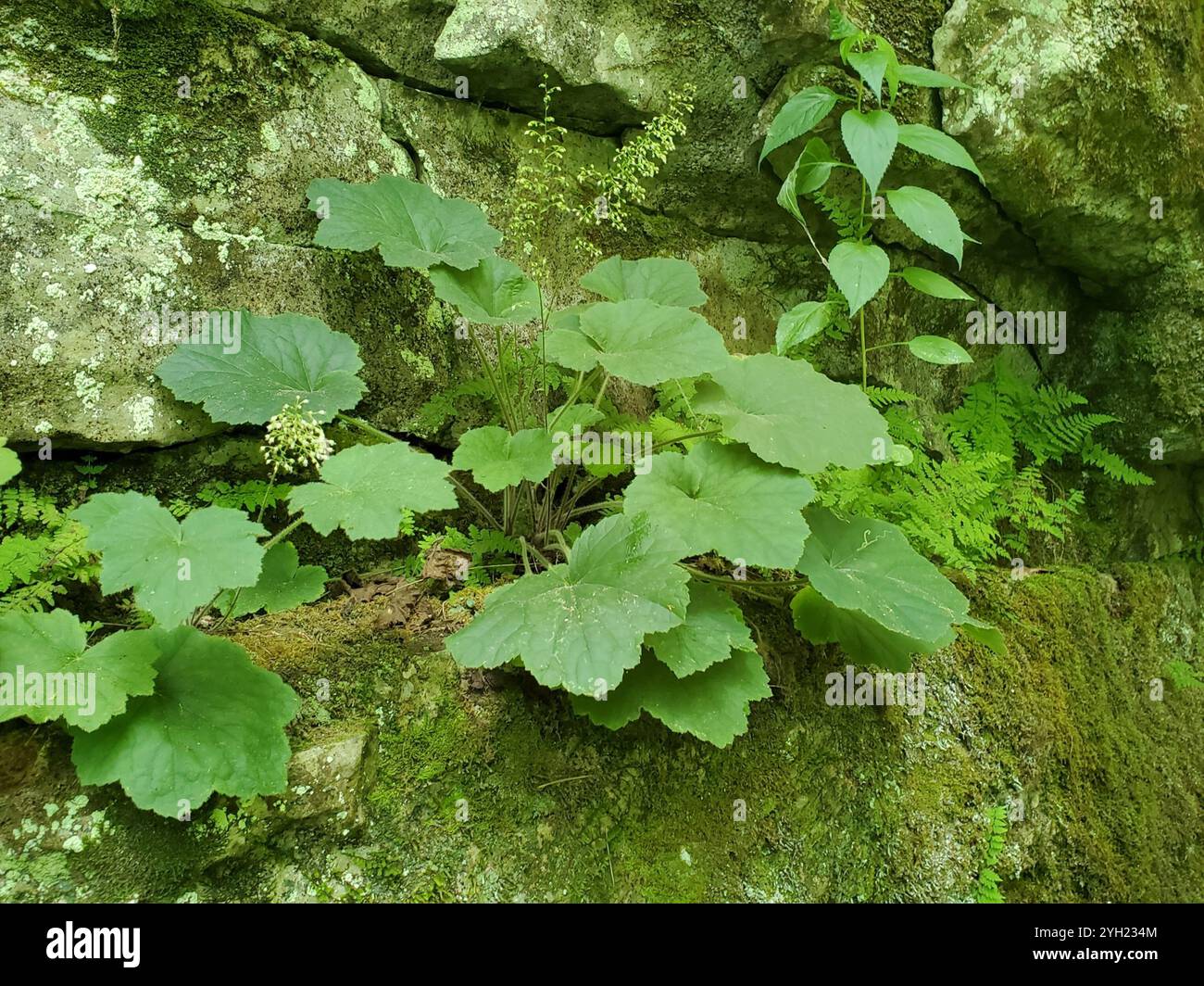 Giant Alumroot (Heuchera villosa macrorhiza Stock Photo - Alamy