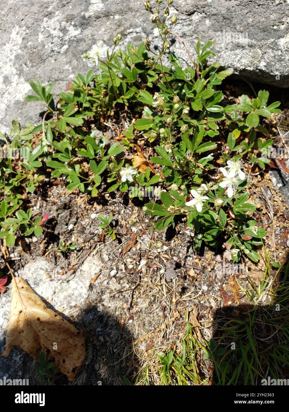 three-toothed cinquefoil (Sibbaldiopsis tridentata Stock Photo - Alamy