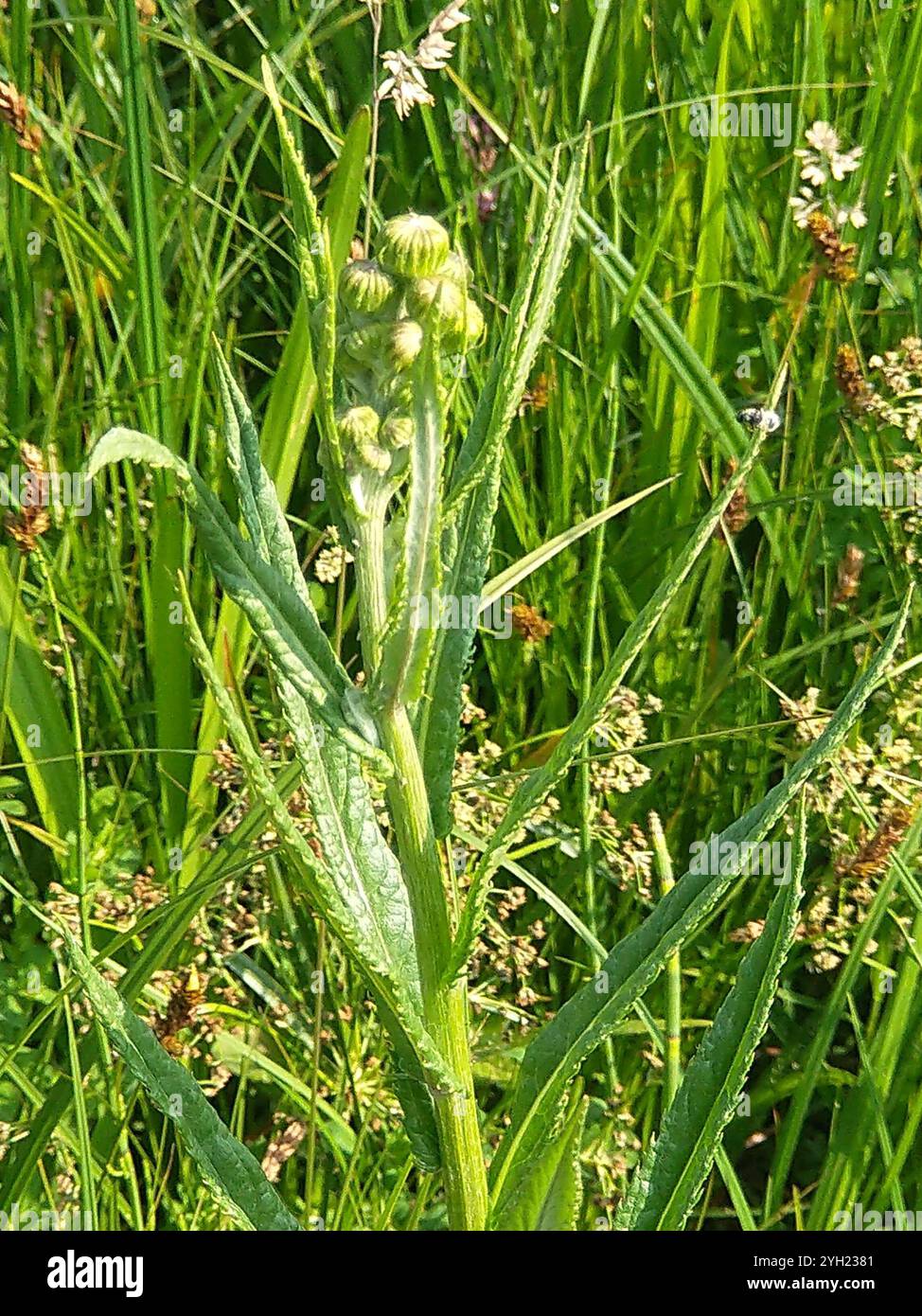 Fen ragwort hi-res stock photography and images - Alamy