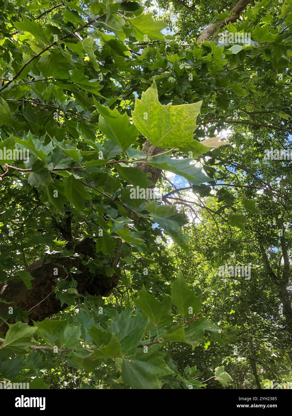American sycamore (Platanus occidentalis Stock Photo - Alamy