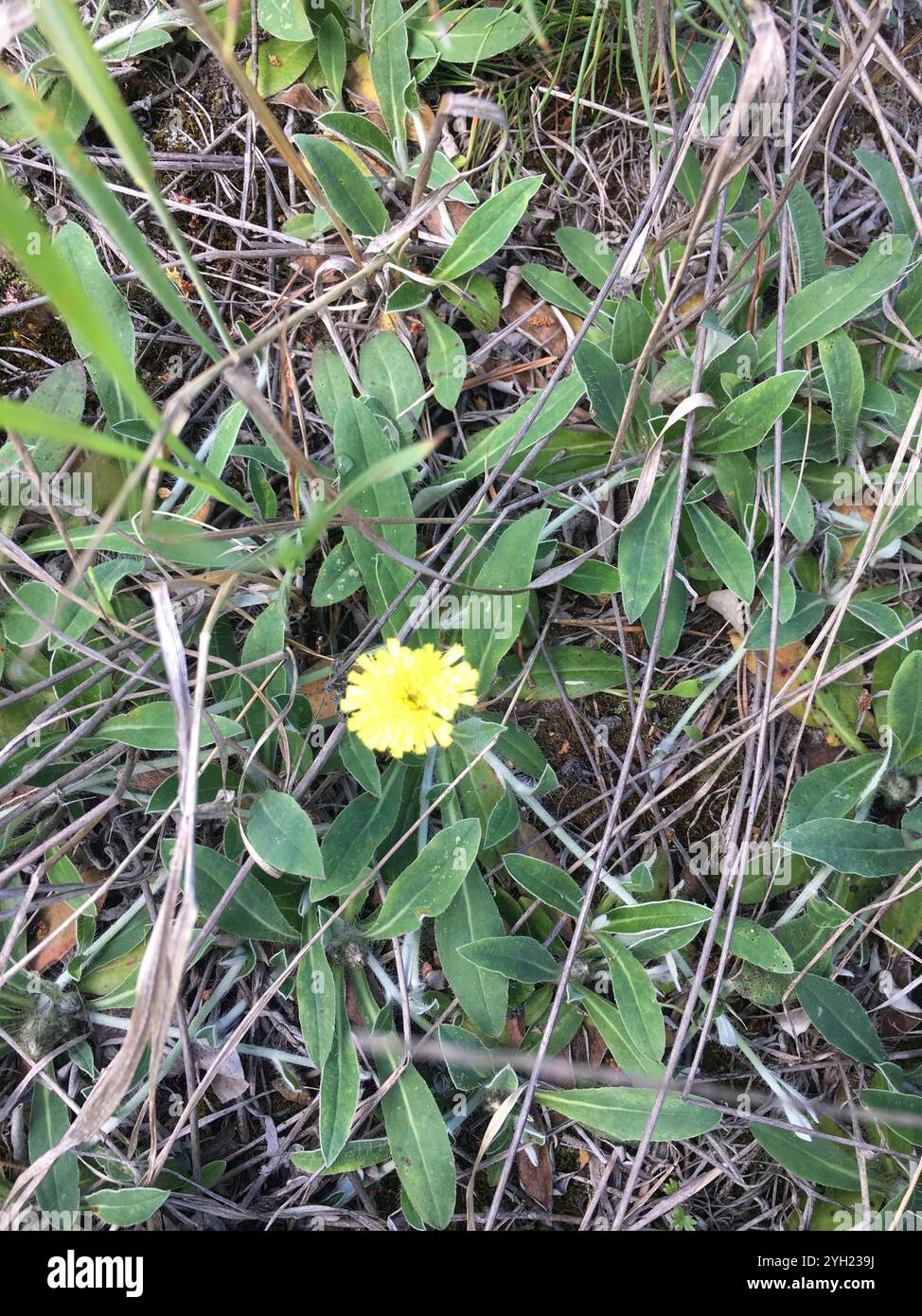mouse-eared hawkweed (Pilosella officinarum Stock Photo - Alamy