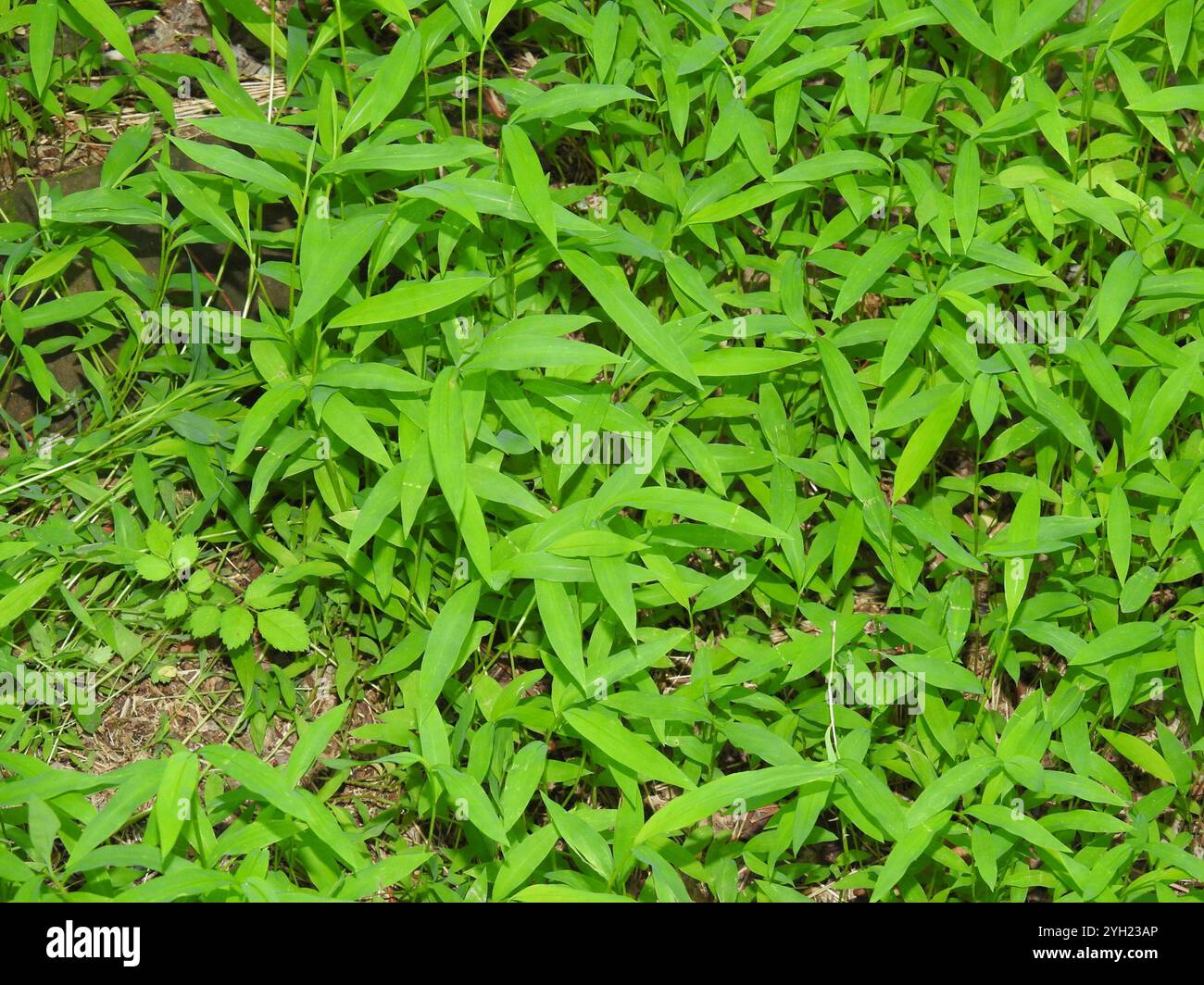 Stiltgrass hi-res stock photography and images - Alamy