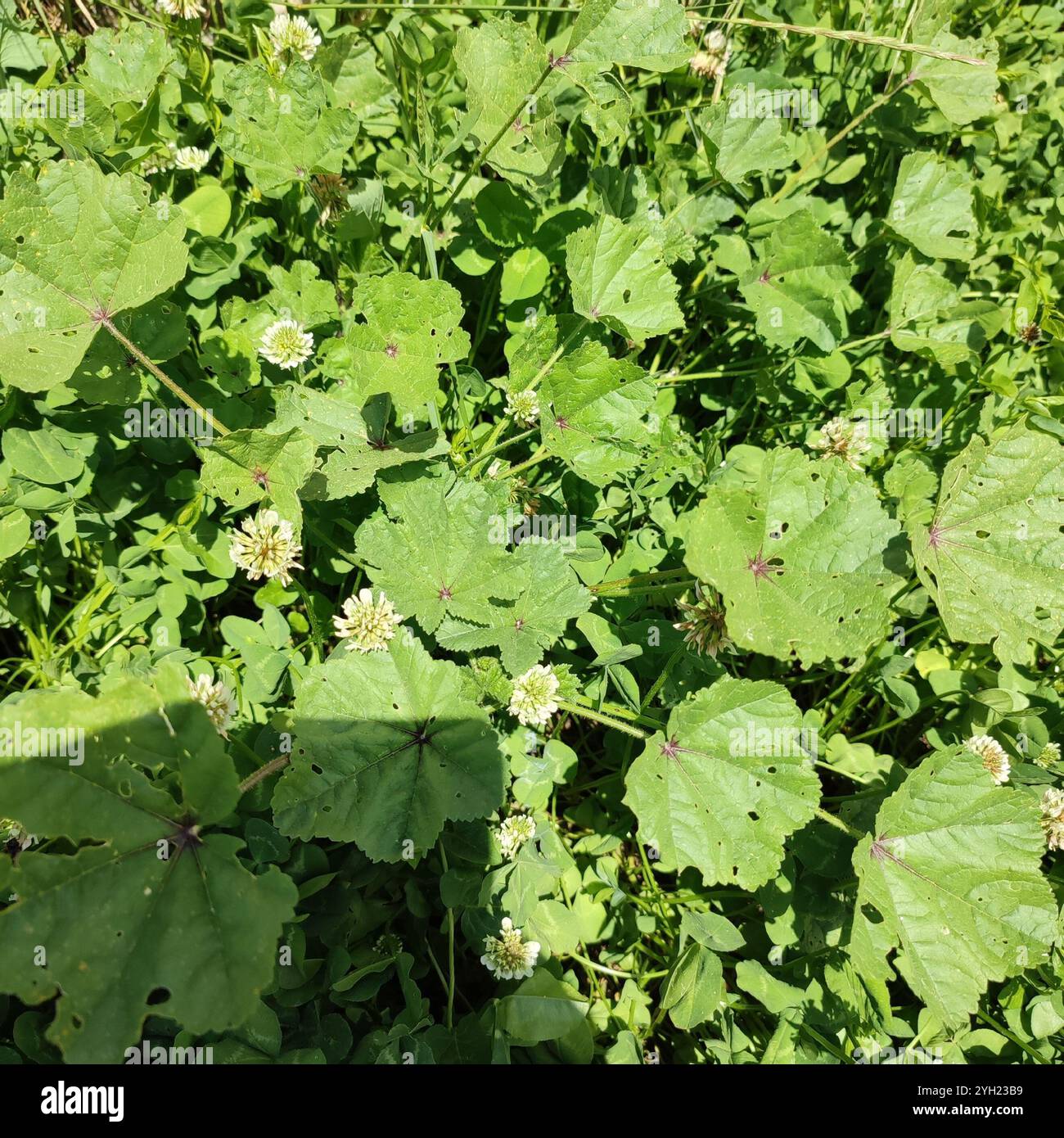 Common Mallow (Malva sylvestris Stock Photo - Alamy