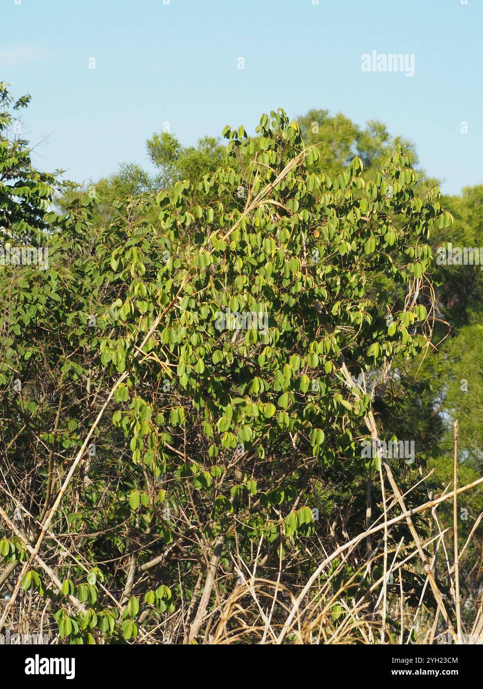 Pop-gun Seed (Bridelia tomentosa Stock Photo - Alamy