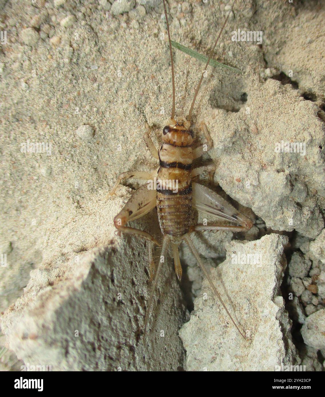 Tropical House Cricket (Gryllodes sigillatus Stock Photo - Alamy