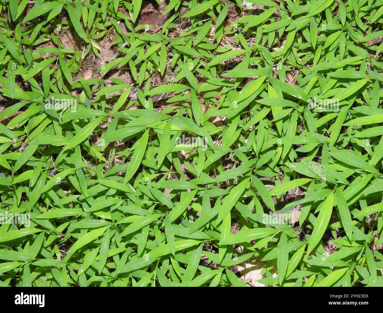 Japanese stiltgrass (Microstegium vimineum Stock Photo - Alamy