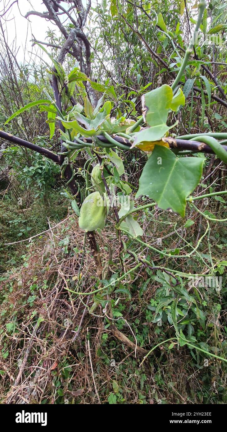 Moth Vine (Araujia sericifera Stock Photo - Alamy