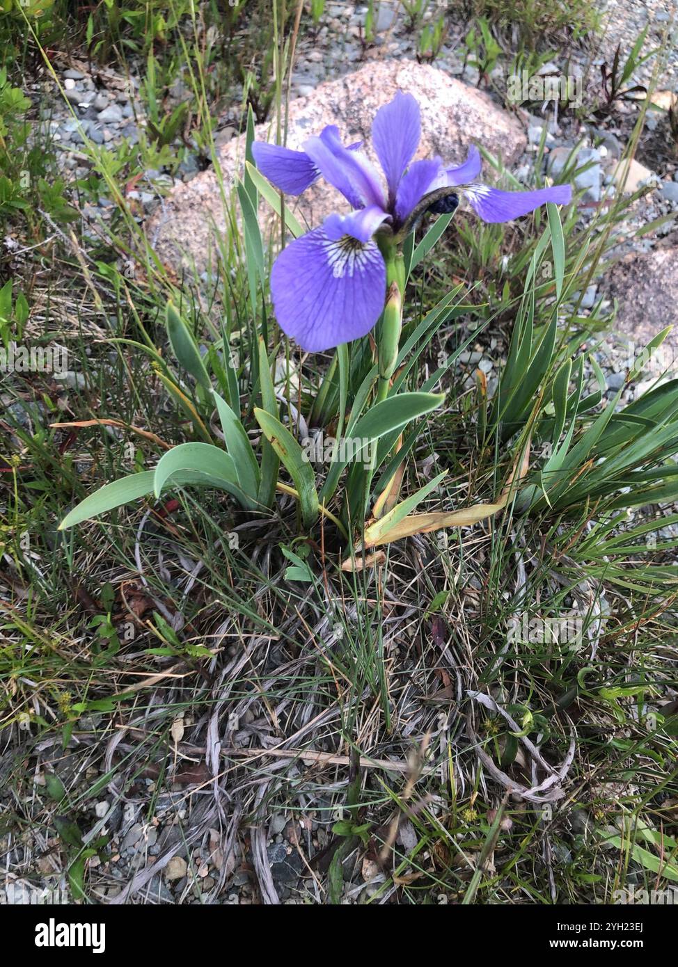 northern blue flag (Iris versicolor Stock Photo - Alamy