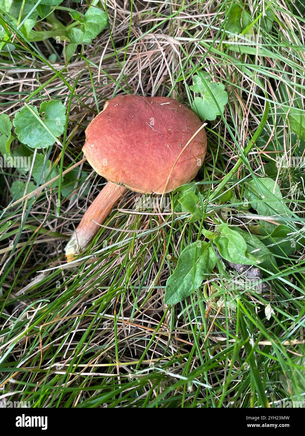 Hortiboletus rubellus hi-res stock photography and images - Alamy