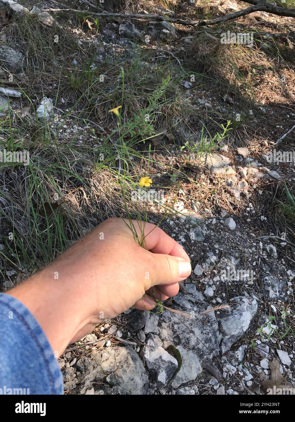 Rock Flax (Linum rupestre Stock Photo - Alamy
