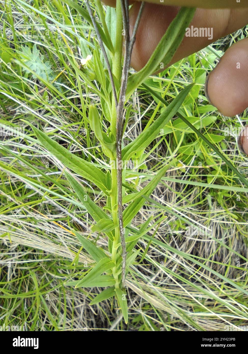 Common Gromwell (Lithospermum officinale Stock Photo - Alamy