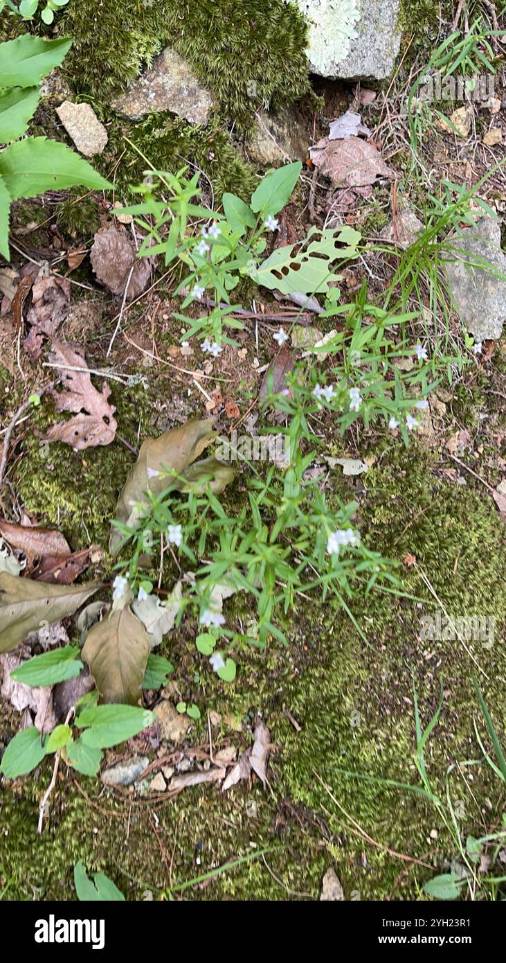 Long leaved houstonia hi-res stock photography and images - Alamy