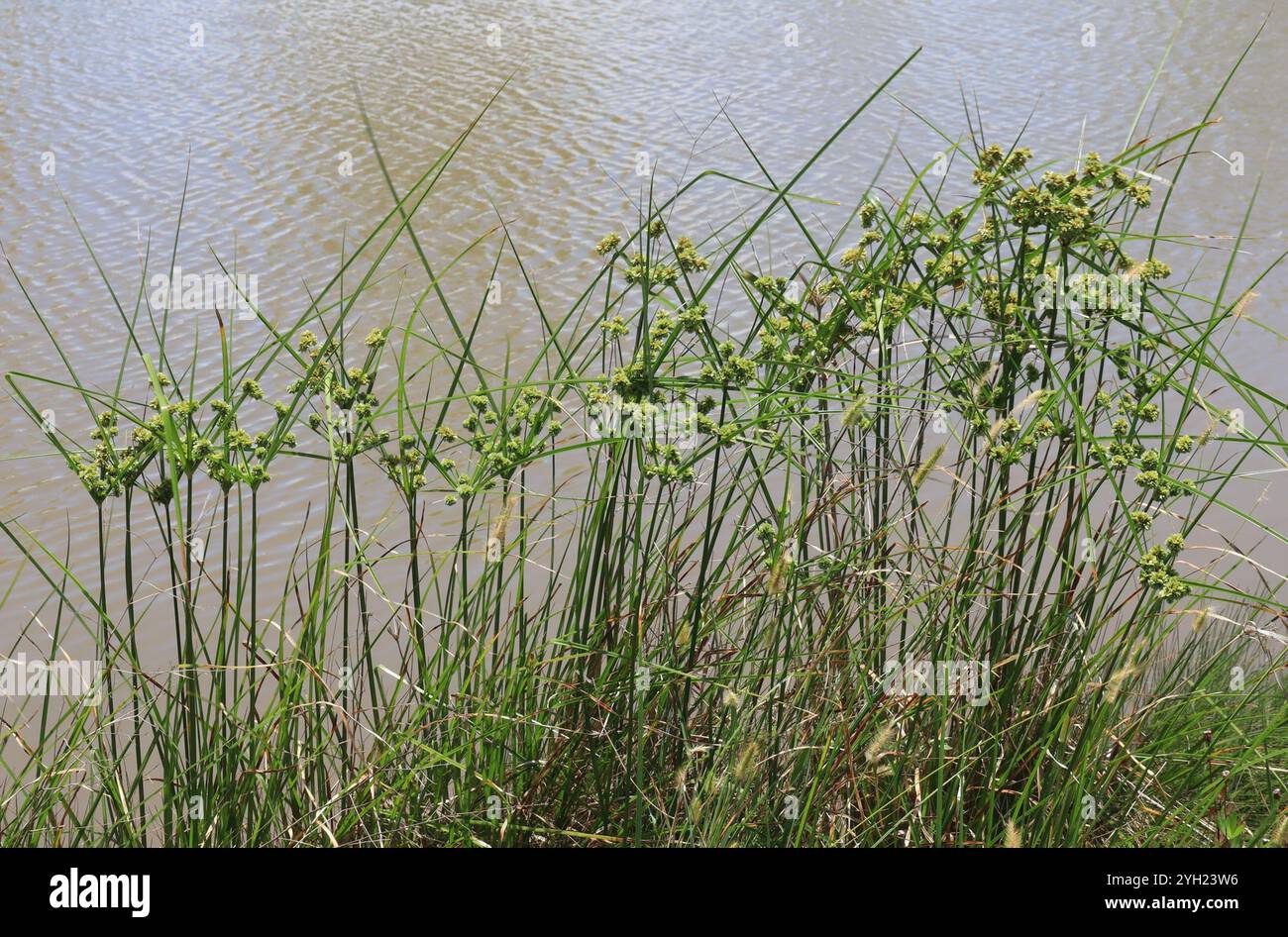tall flatsedge (Cyperus eragrostis Stock Photo - Alamy