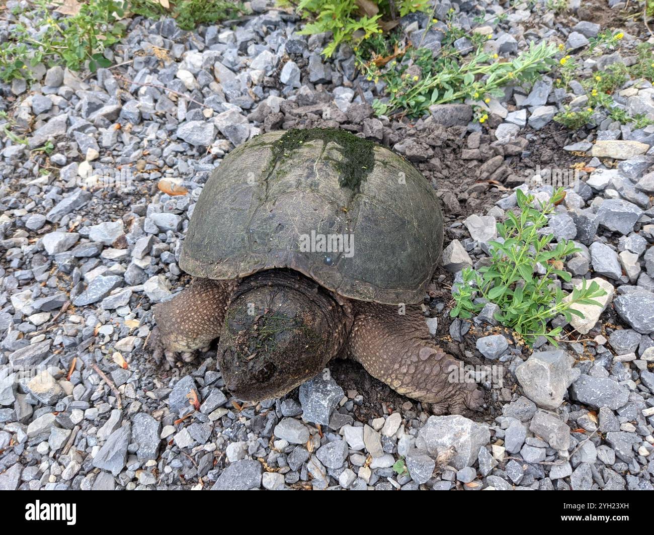 Common Snapping Turtle (Chelydra serpentina Stock Photo - Alamy