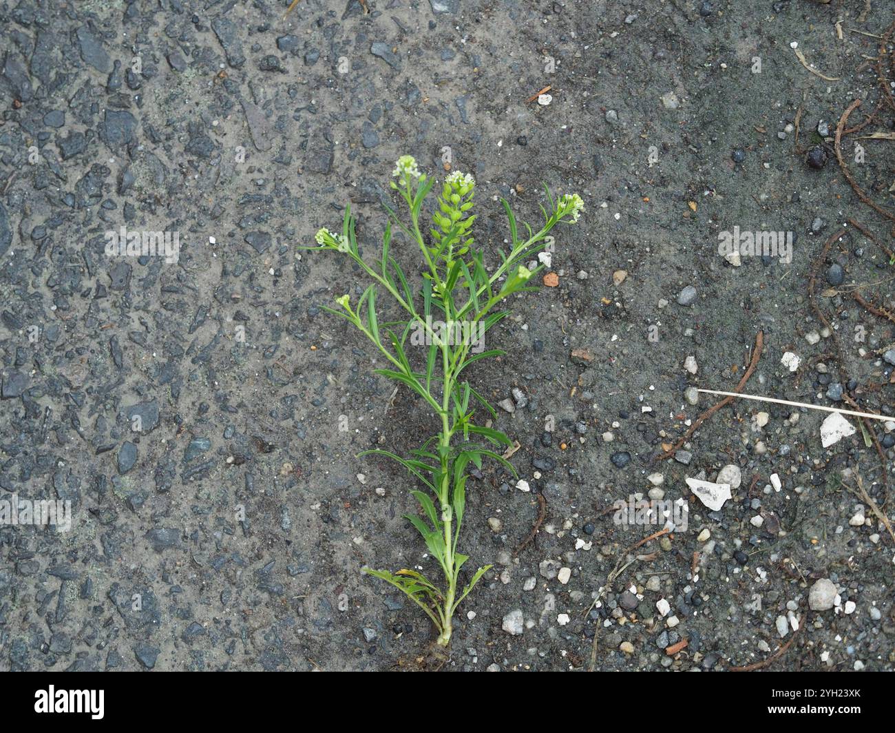 Virginia pepperweed (Lepidium virginicum Stock Photo - Alamy