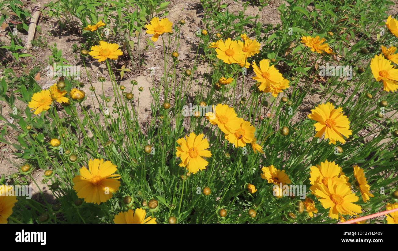 Lance-leaved Coreopsis (Coreopsis lanceolata Stock Photo - Alamy