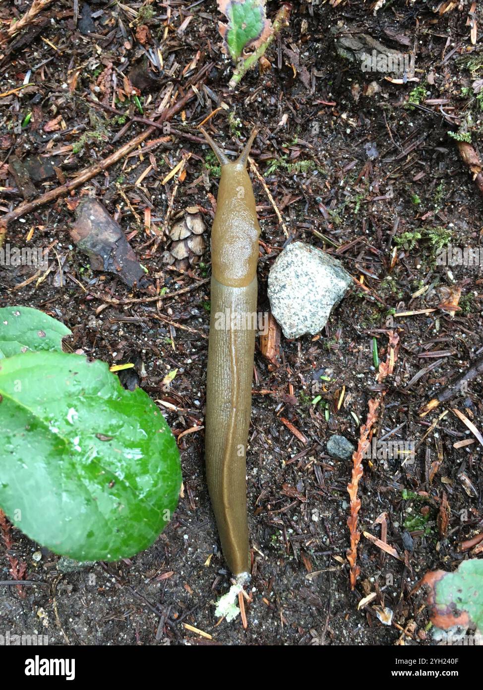 Pacific Banana Slug (Ariolimax columbianus Stock Photo - Alamy