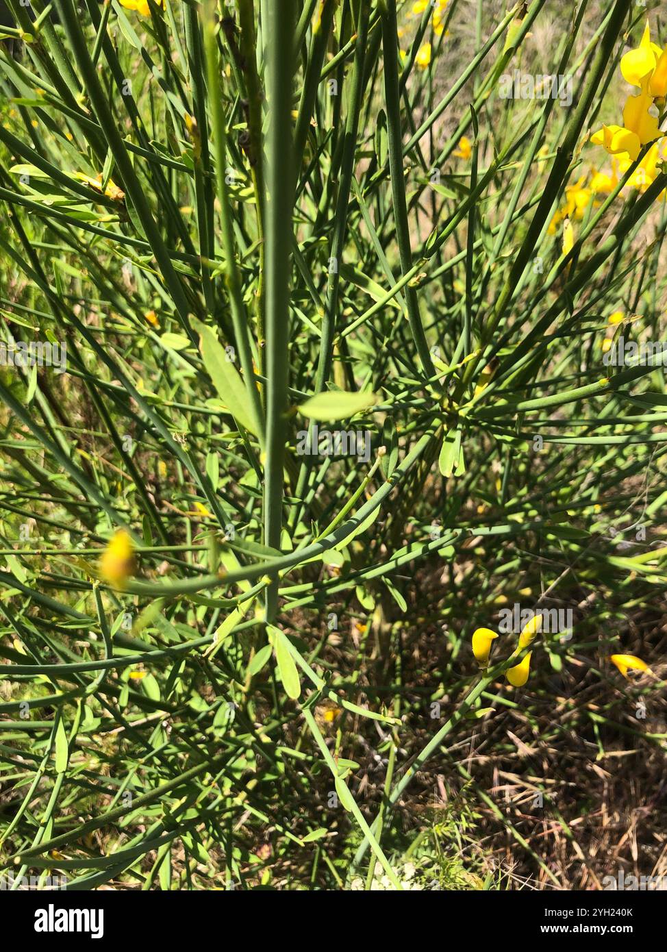 Spanish Broom (Spartium junceum Stock Photo - Alamy