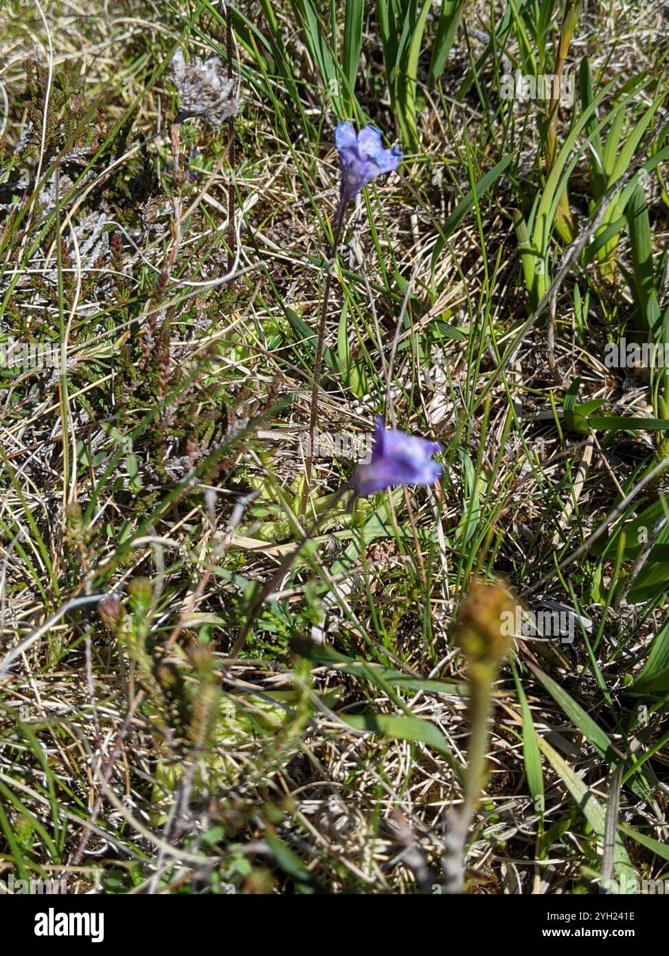 Common Butterwort (Pinguicula vulgaris Stock Photo - Alamy
