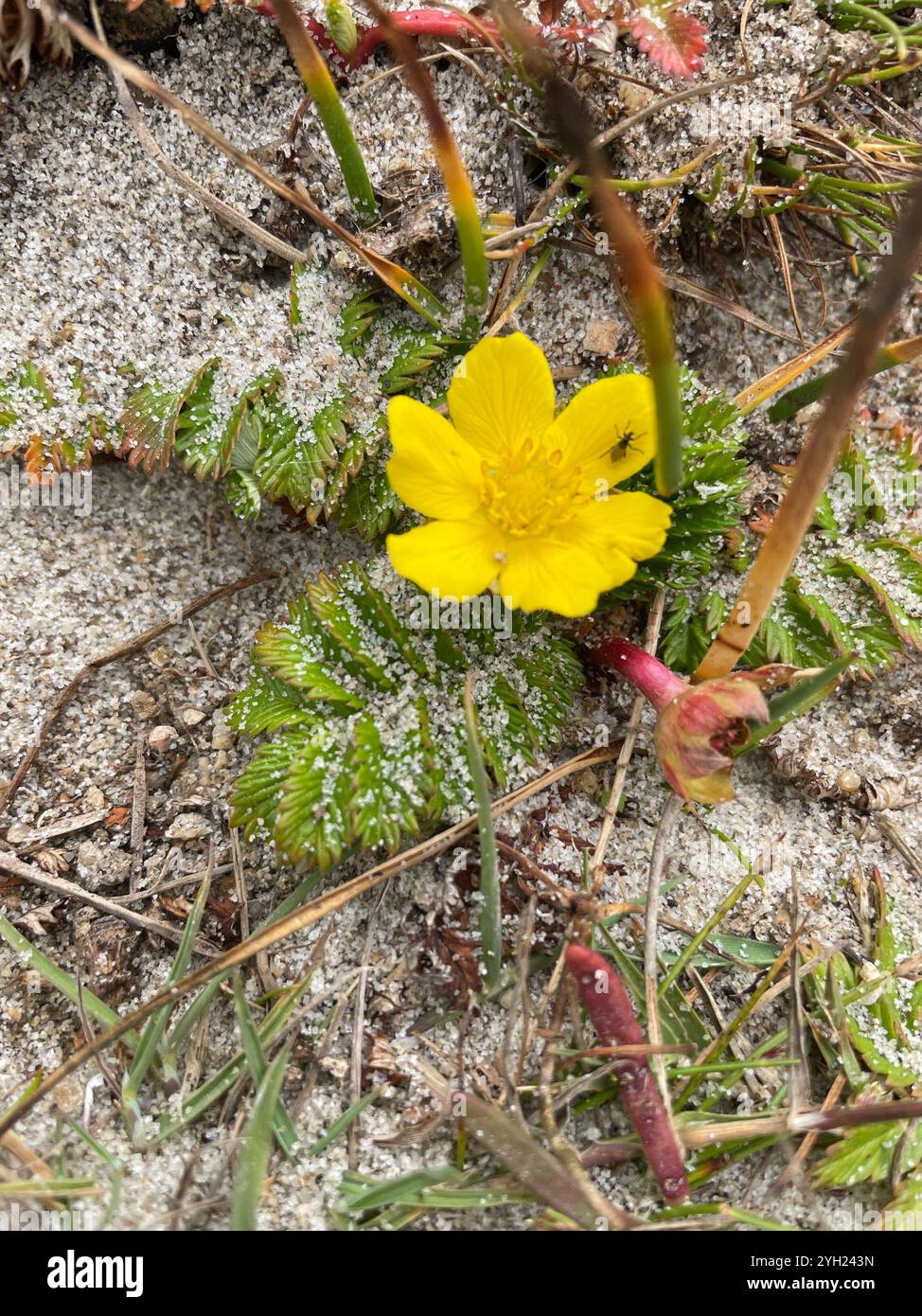 Pacific silverweed (Argentina pacifica Stock Photo - Alamy