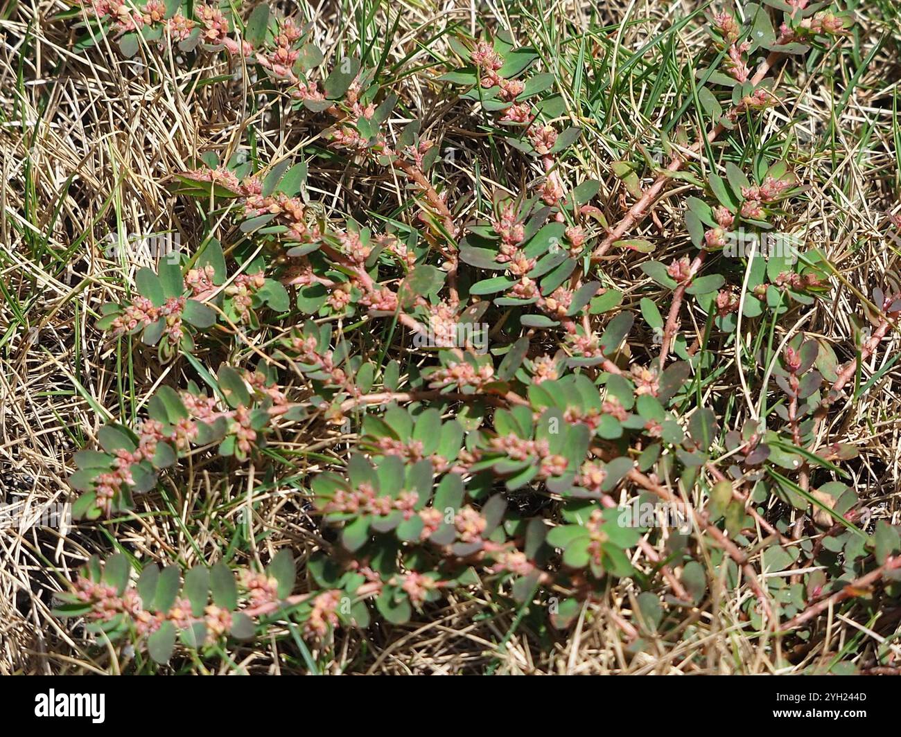 Red Caustic-creeper (Euphorbia thymifolia Stock Photo - Alamy