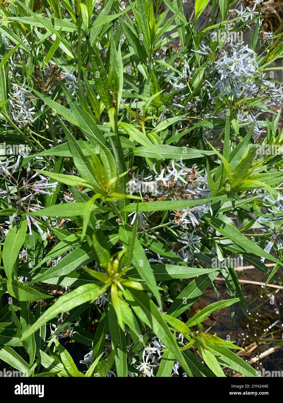 Ozark Bluestar (Amsonia illustris Stock Photo - Alamy