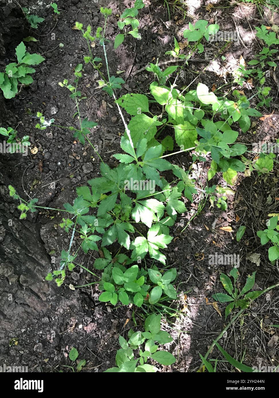 Black Snakeroot (Sanicula canadensis Stock Photo - Alamy