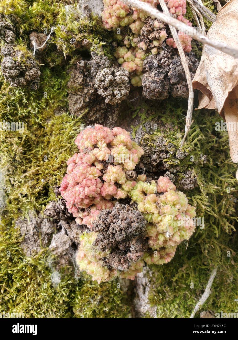 bacterial crown gall (Agrobacterium radiobacter Stock Photo - Alamy