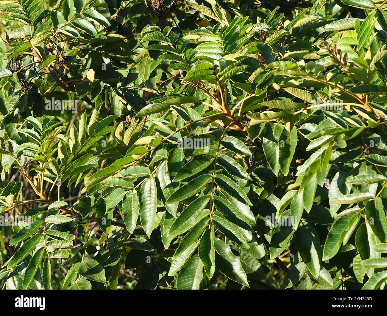 (Rhus chinensis roxburghii Stock Photo - Alamy