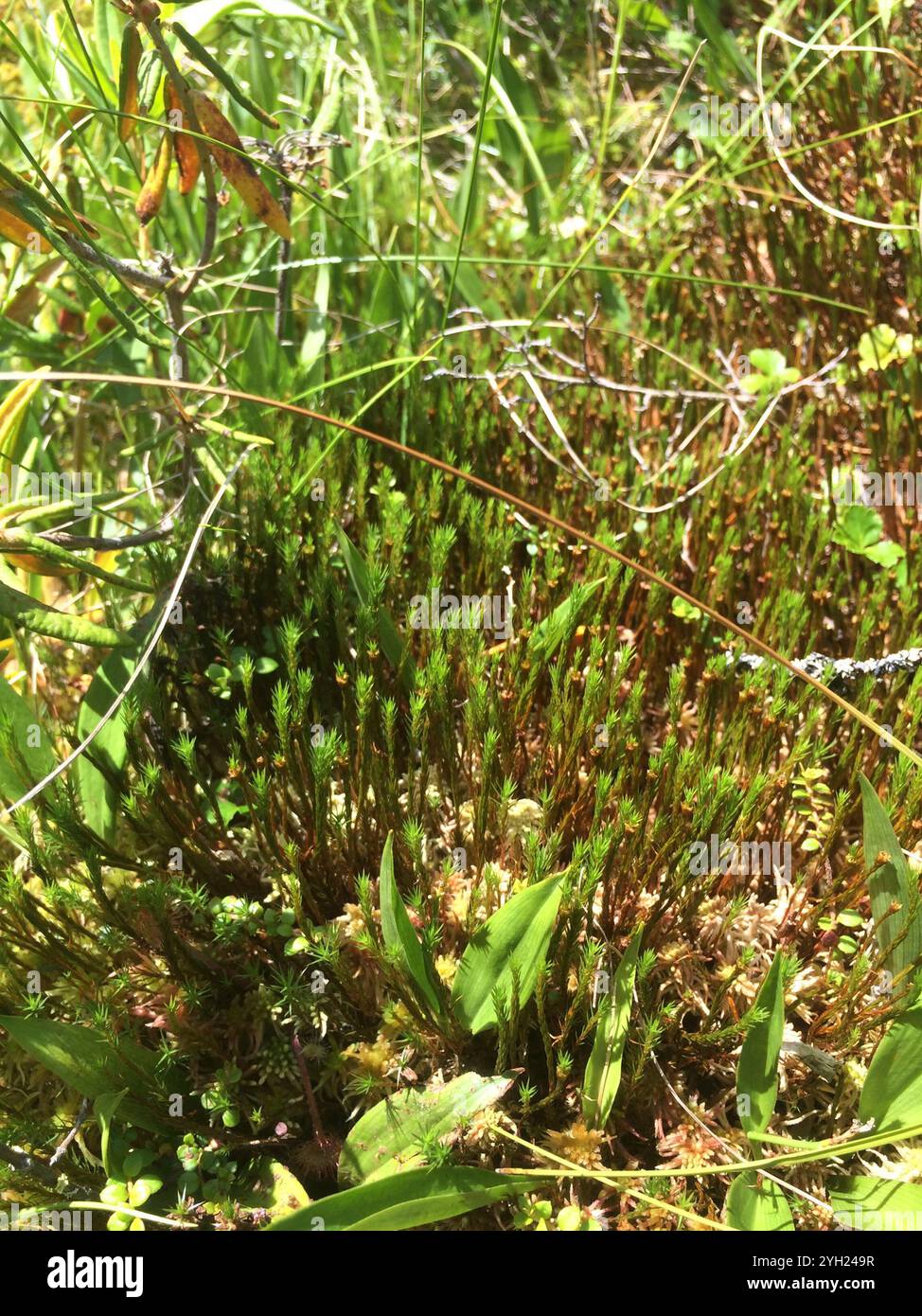 Polytrichum strictum hi-res stock photography and images - Alamy