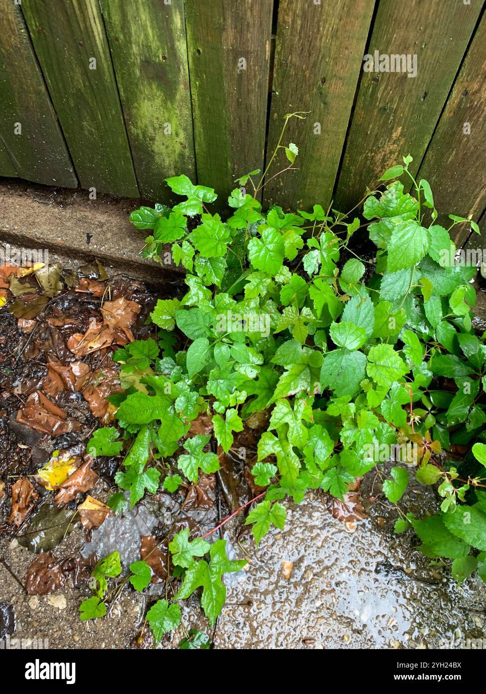 grape family (Vitaceae Stock Photo - Alamy