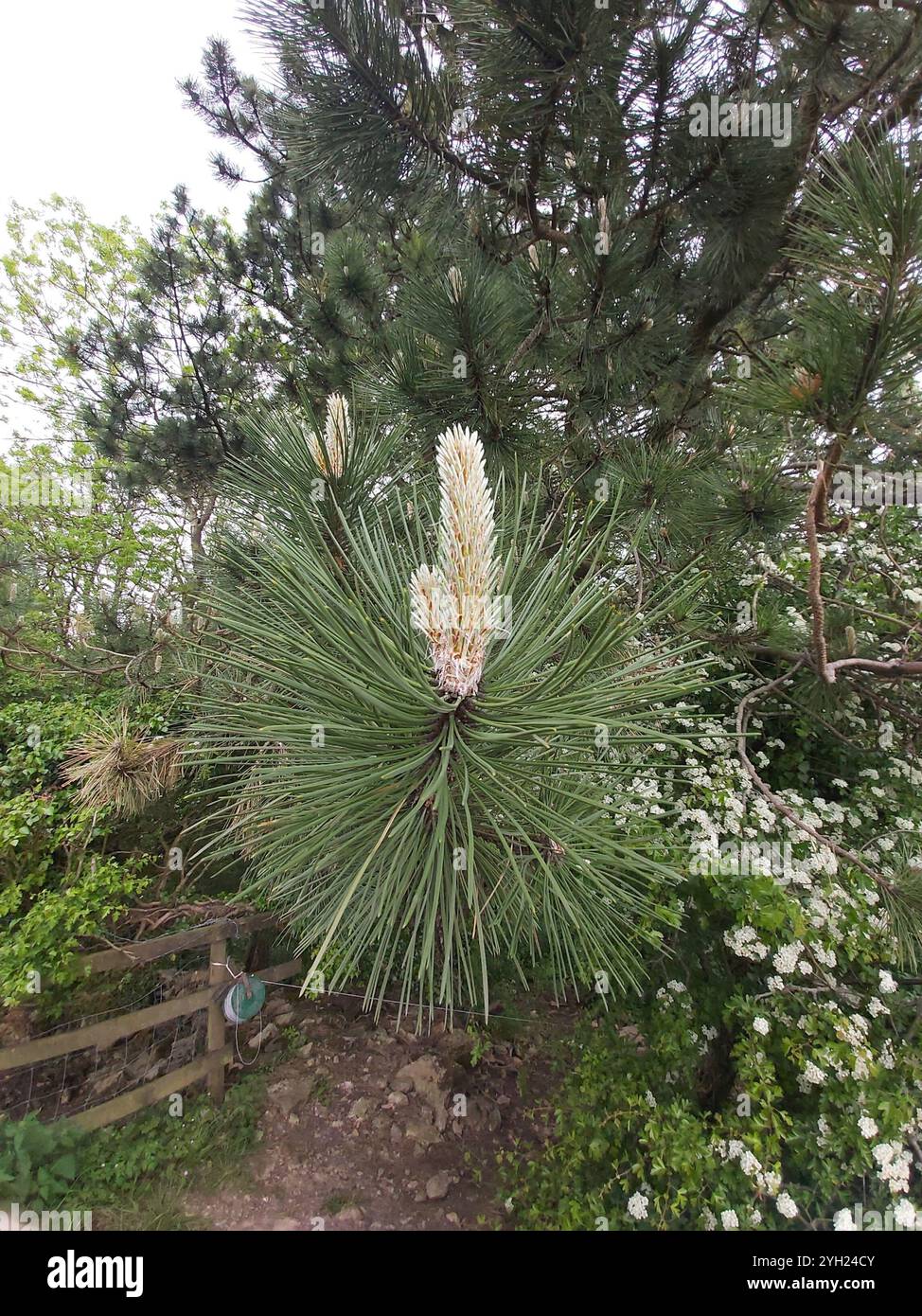 black pine (Pinus nigra Stock Photo - Alamy