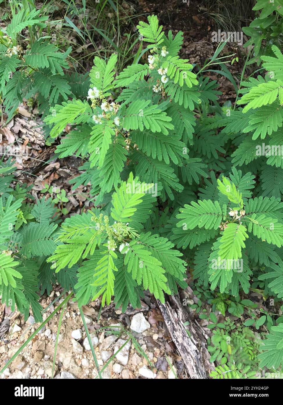 prairie acacia (Acaciella angustissima Stock Photo - Alamy
