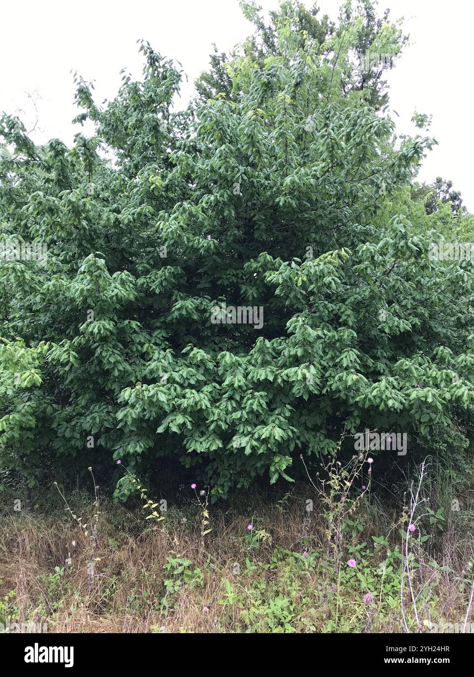 Mexican Plum (Prunus mexicana Stock Photo - Alamy