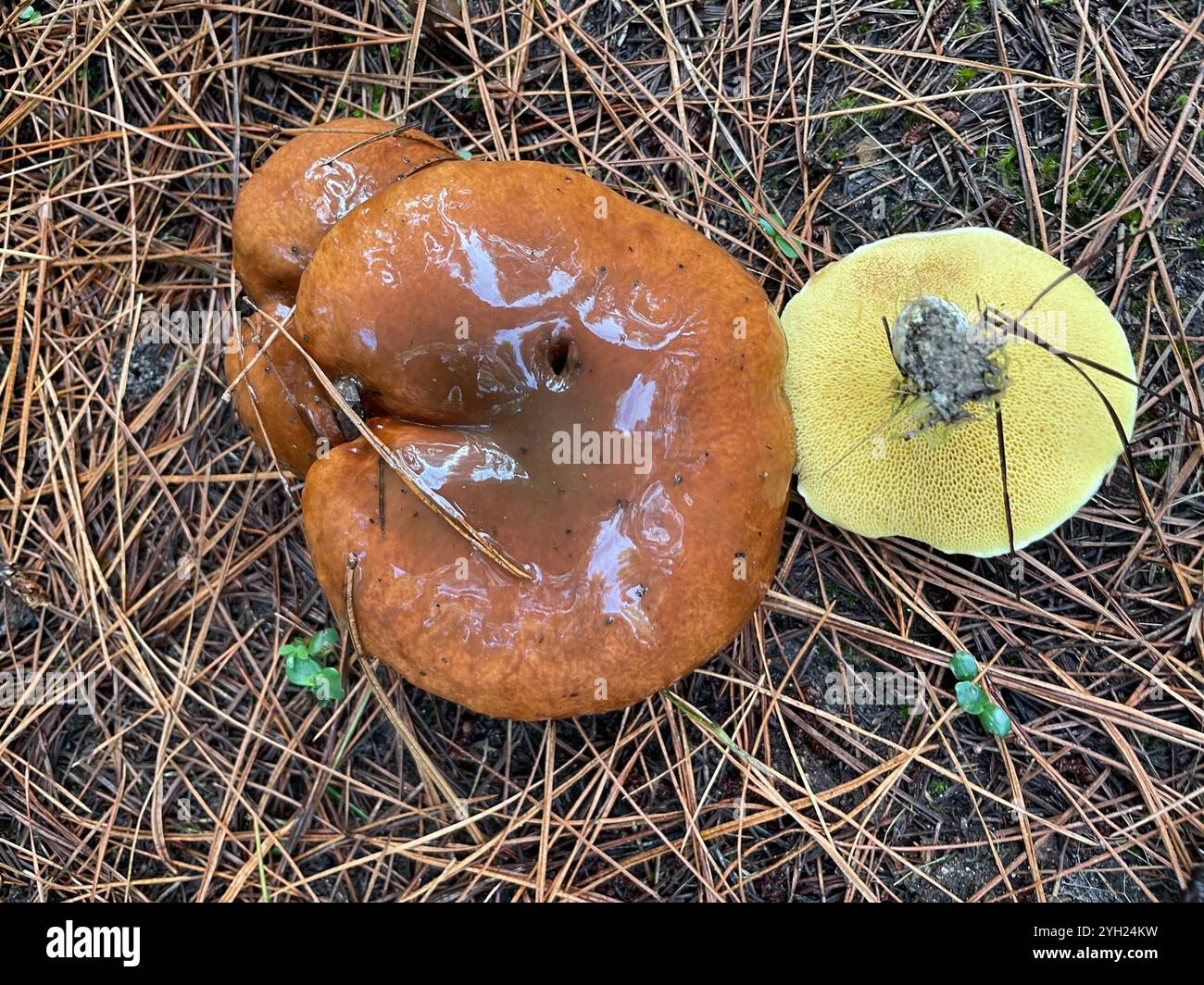 Purple-veiled Slippery Jack (Suillus luteus Stock Photo - Alamy