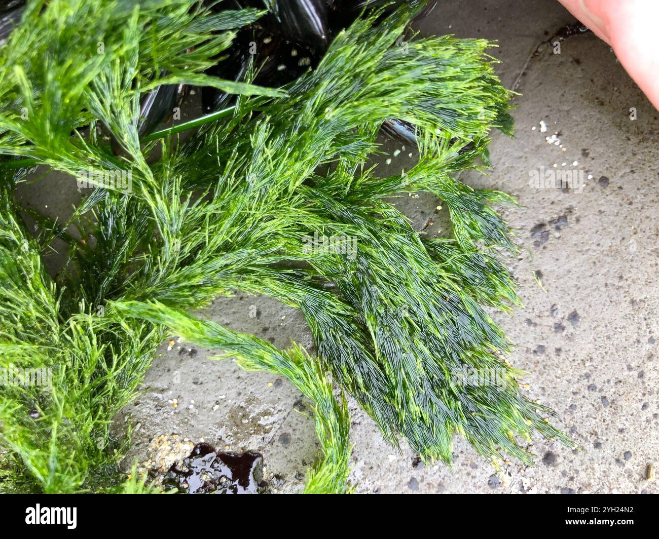 Acrosiphonia hi-res stock photography and images - Alamy