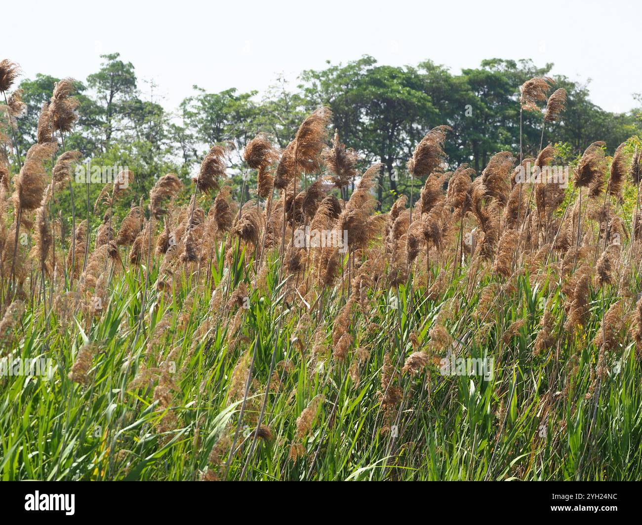 common reed (Phragmites australis Stock Photo - Alamy