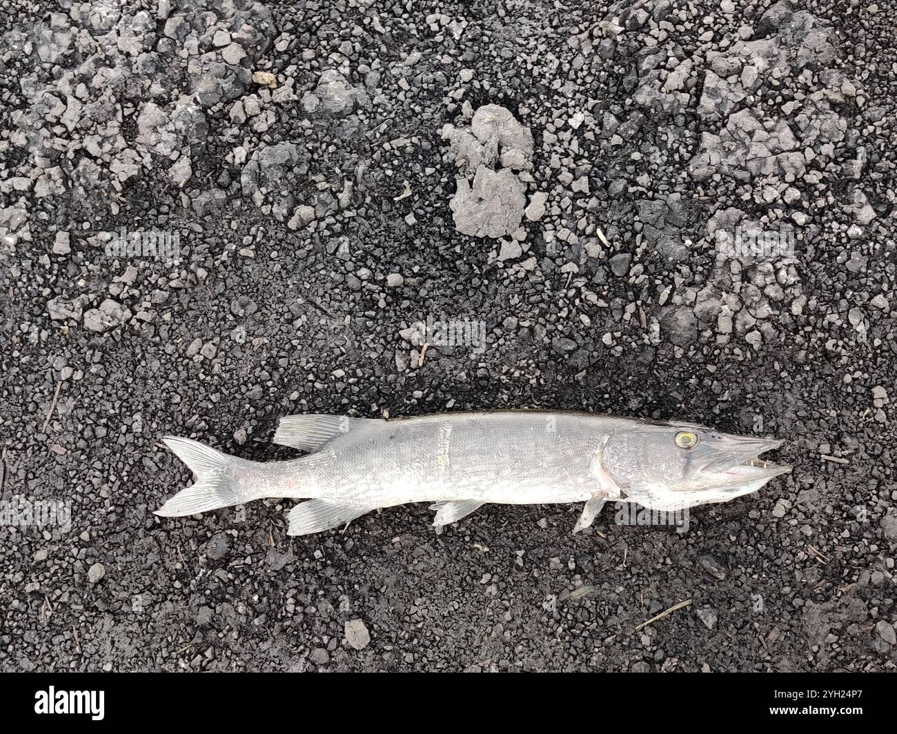 Chain Pickerel (Esox niger Stock Photo - Alamy