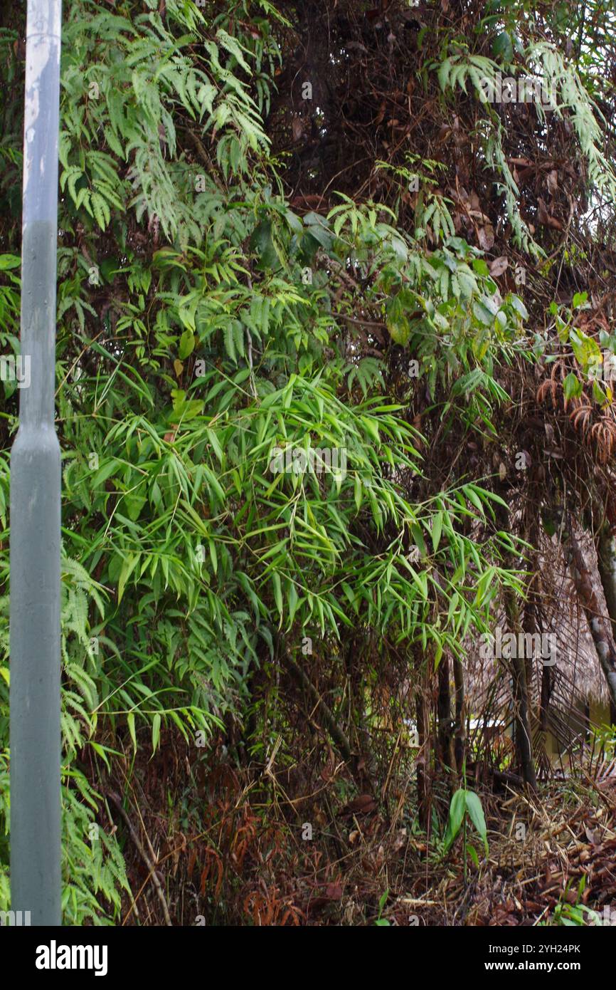 bamboos, canes, and allies (Bambusoideae Stock Photo - Alamy