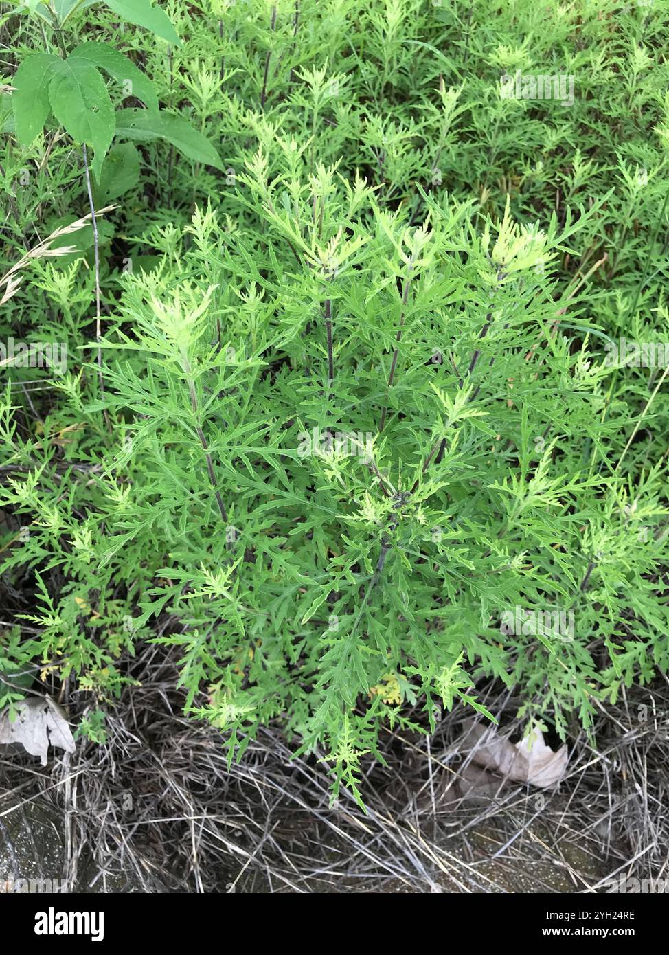 western ragweed (Ambrosia psilostachya Stock Photo - Alamy