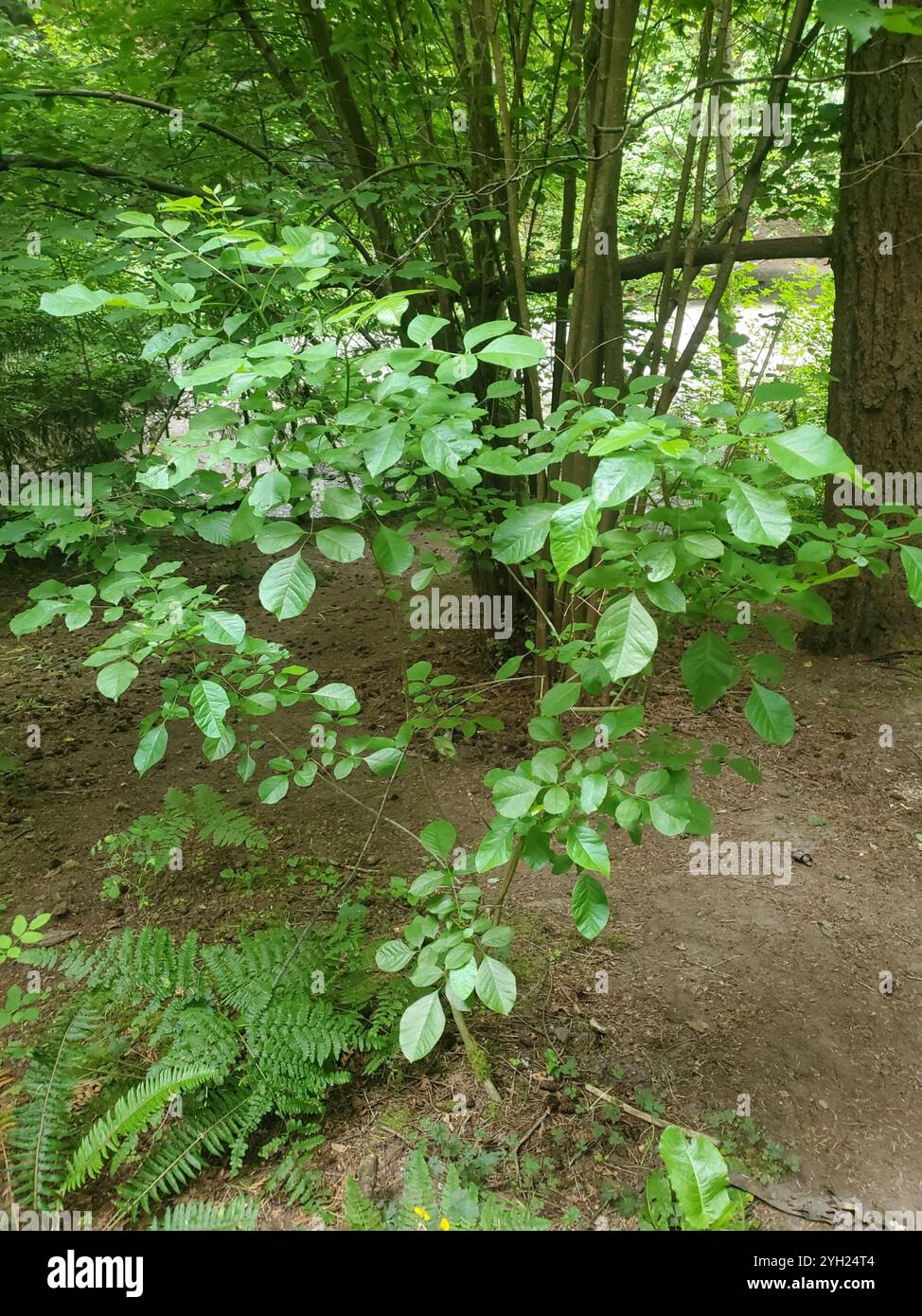 Oregon Ash (Fraxinus latifolia Stock Photo - Alamy