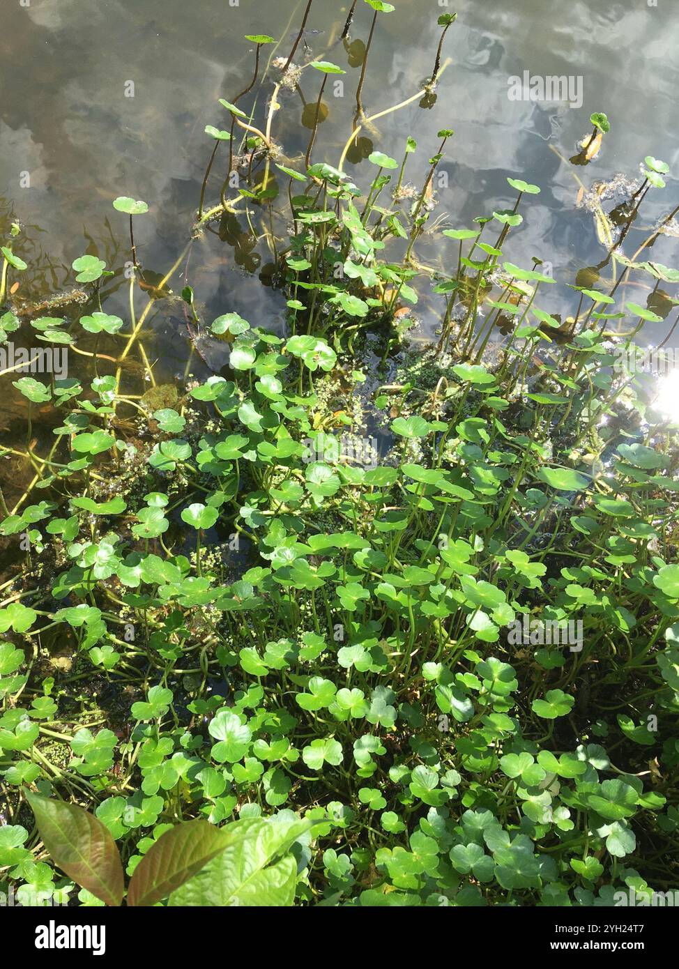 floating marsh pennywort (Hydrocotyle ranunculoides Stock Photo - Alamy