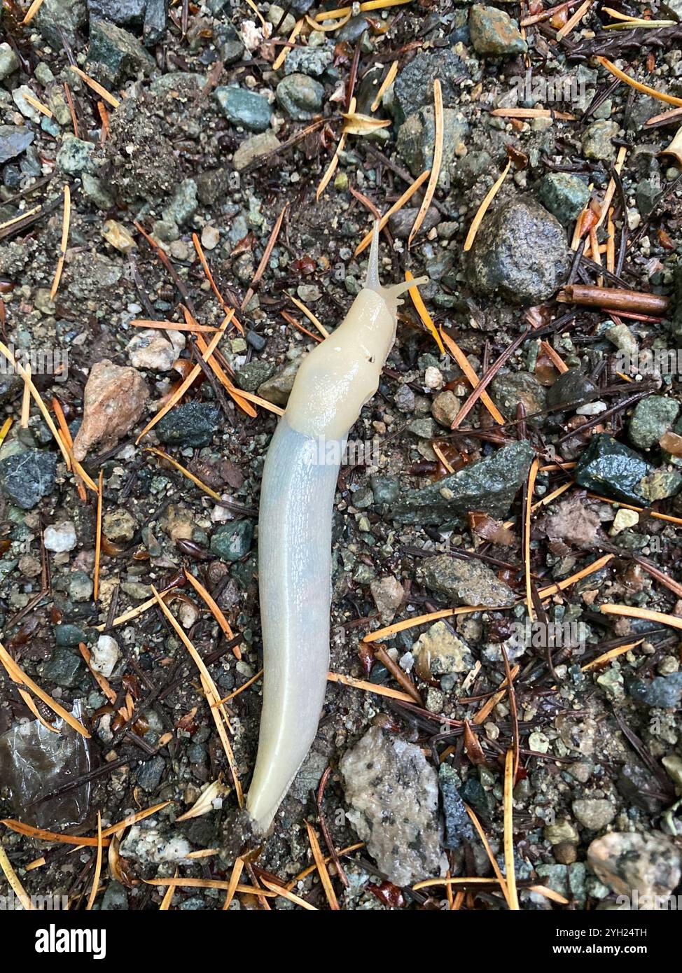 Pacific Banana Slug (Ariolimax columbianus Stock Photo - Alamy