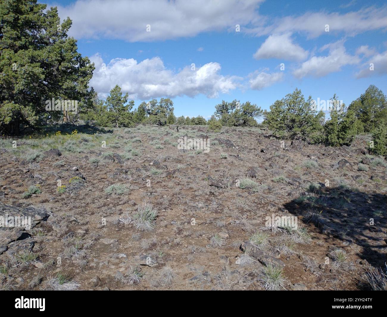 western juniper (Juniperus occidentalis Stock Photo - Alamy