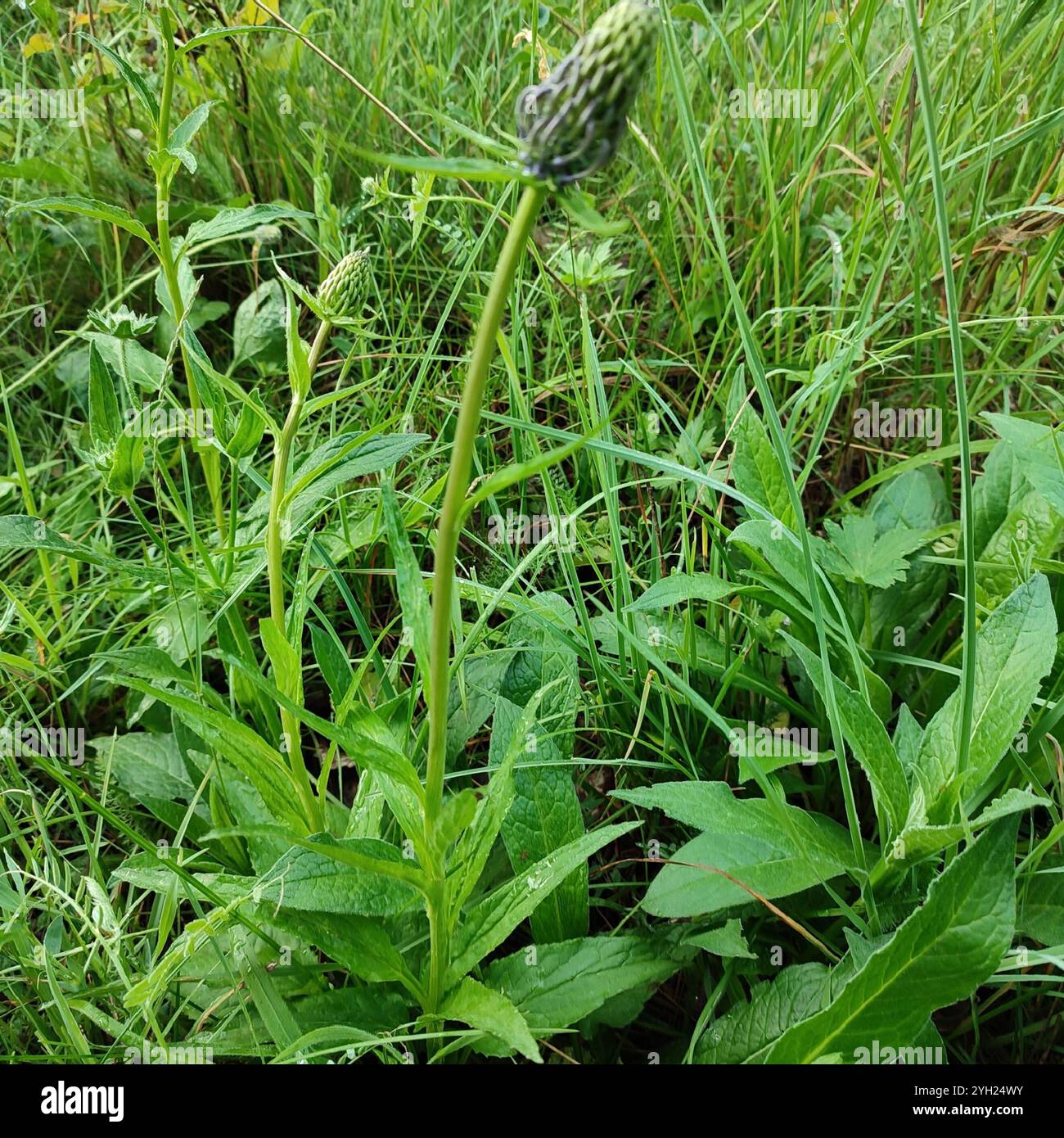 Phyteuma pyrenaicum hi-res stock photography and images - Alamy