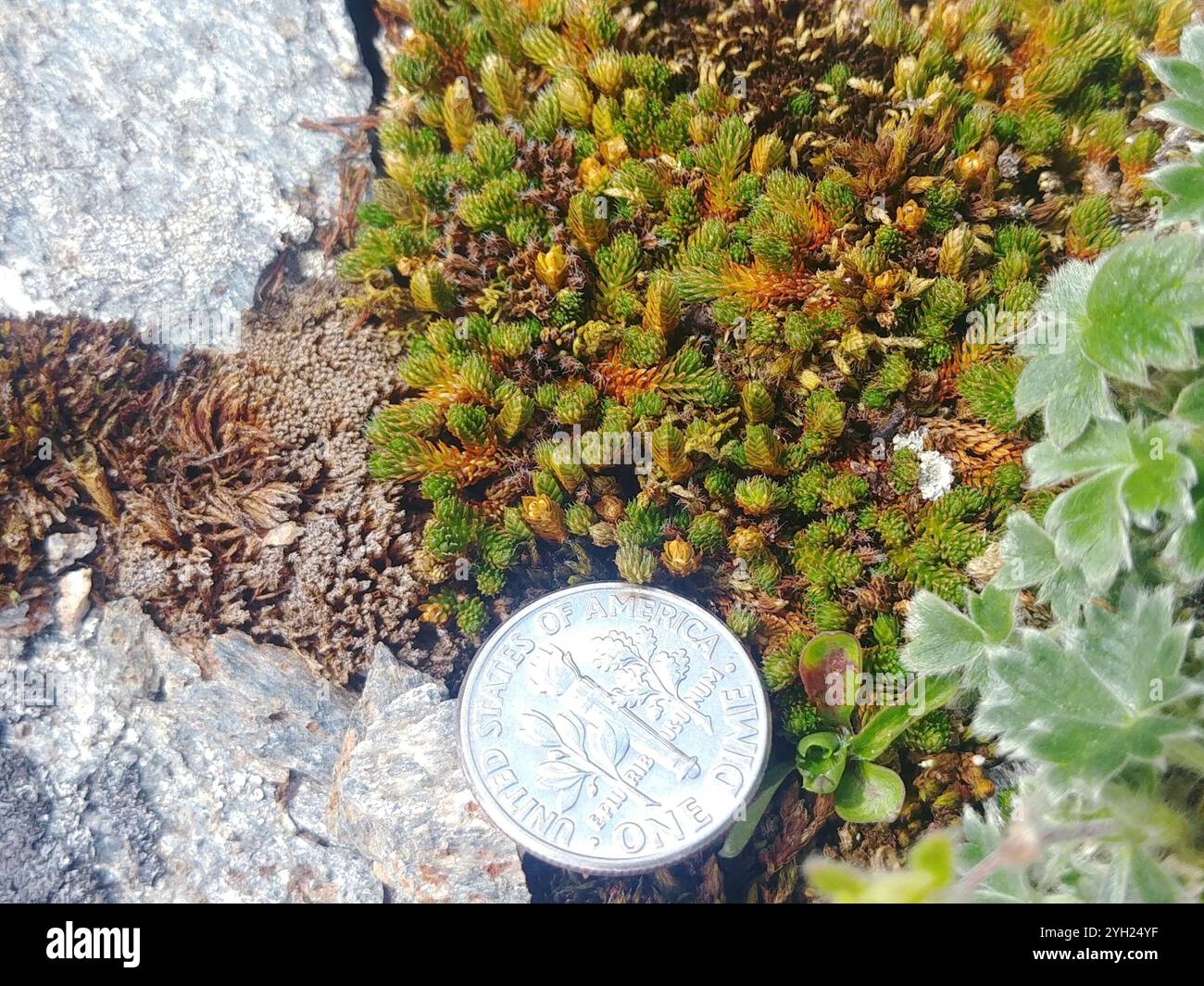 Siberian Spikemoss (Selaginella sibirica Stock Photo - Alamy