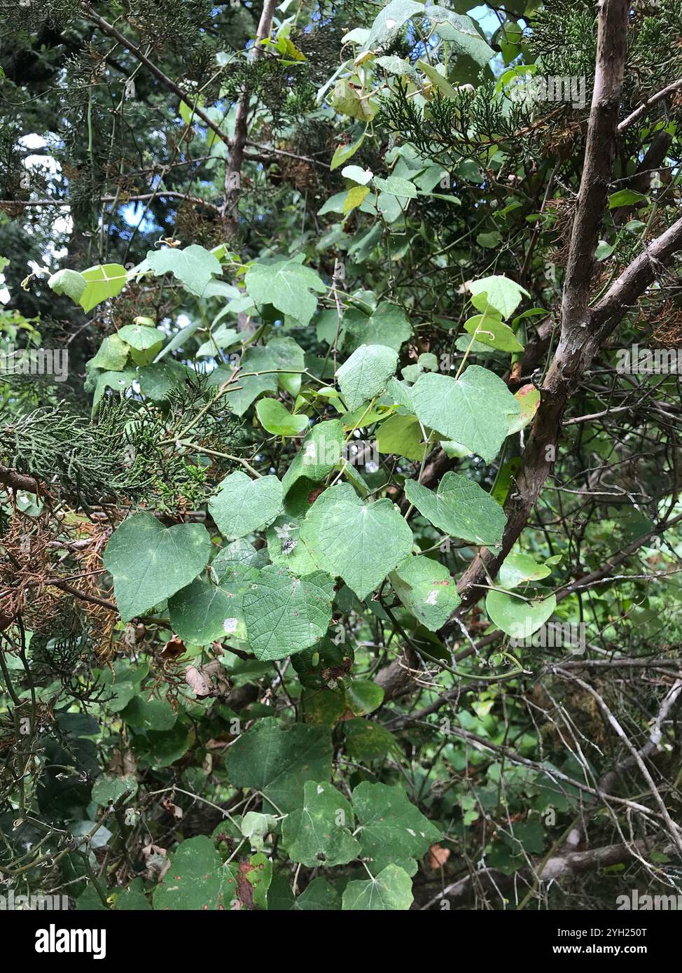 Vitis mustangensis hi-res stock photography and images - Alamy