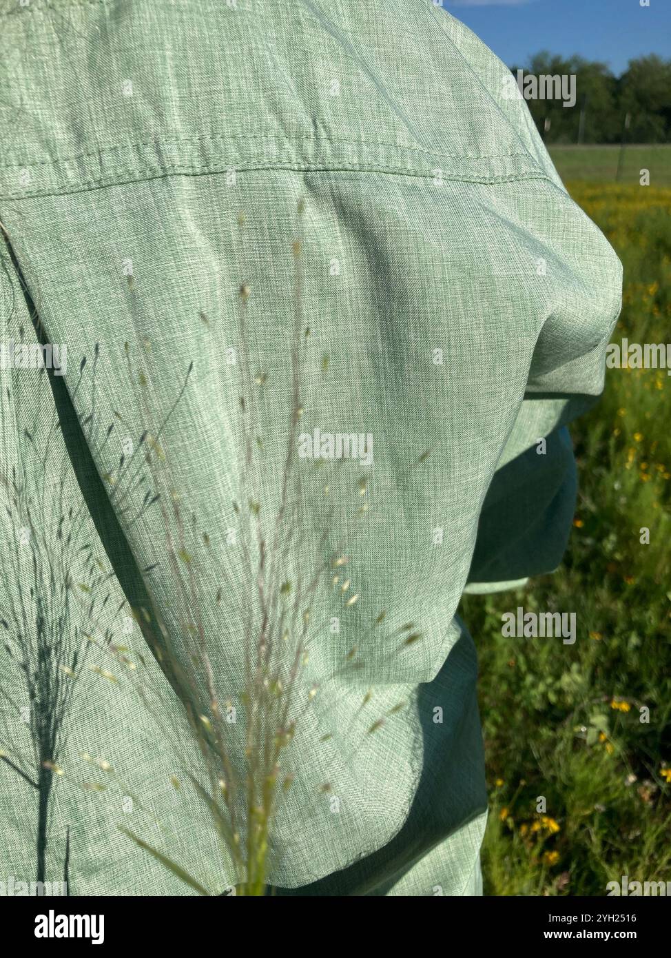 Fall Witchgrass (Digitaria cognata Stock Photo - Alamy