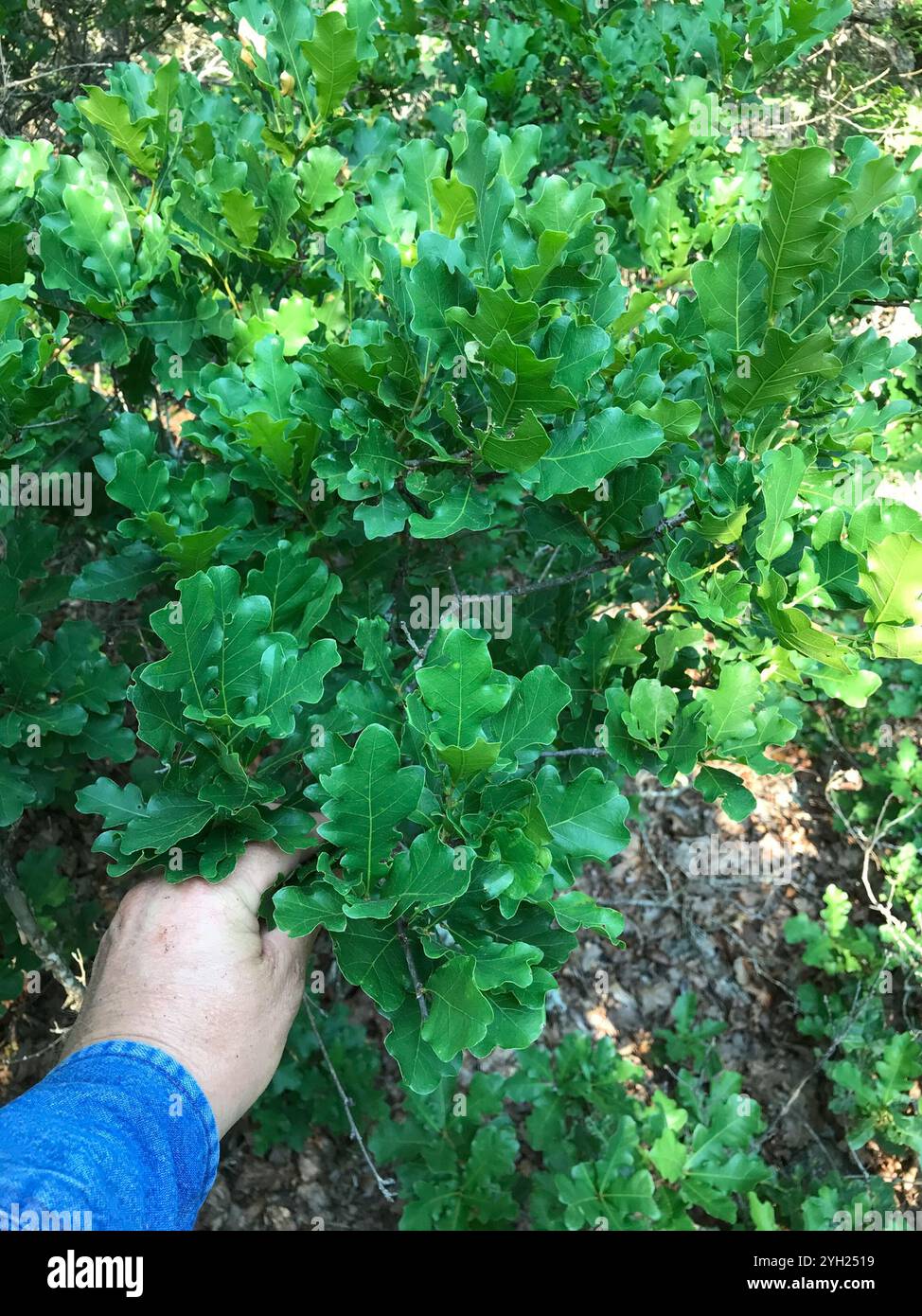 White Shin Oak (Quercus sinuata breviloba Stock Photo - Alamy